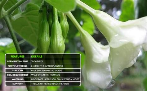 50pcs Loroco Flower Seeds Edible Perennial Vine Easy To