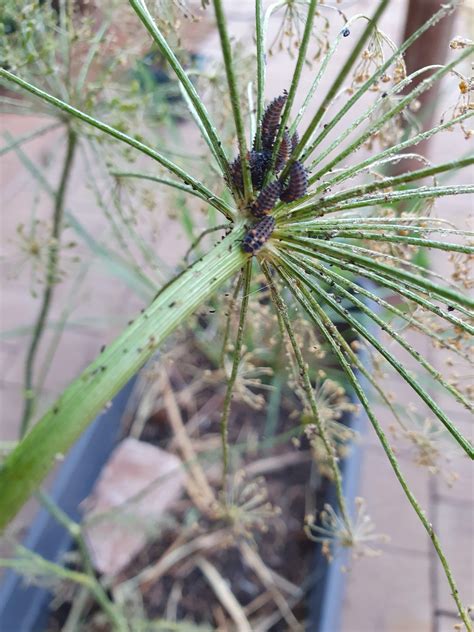 Ladybug Larvae Sucking An Aphid Dry Rgroundedgame