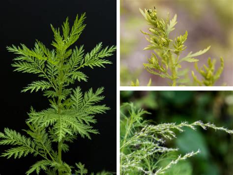 Meet The Herb Sweet Annie Organic Olivia Organic Olivia