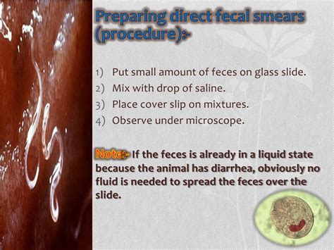 Ppt Preparation And Microscopic Examination Of A Direct Fecal Smear