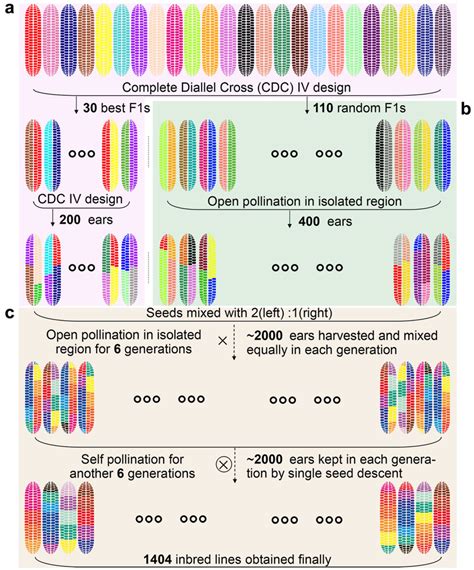 Cubic An Atlas Of Genetic Architecture Promises Directed Maize Improvement Jingyun Luo