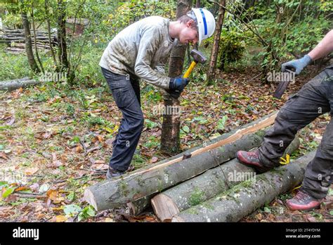 Man Using Metal Wedges And A Mallet To Split A Length Of Sweet Chestnut