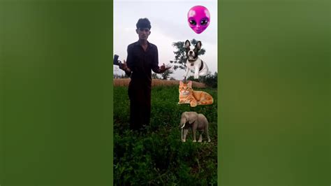 Elepentcatdogmonkeyyoutubeshorts Vfxshorts Viralvideo