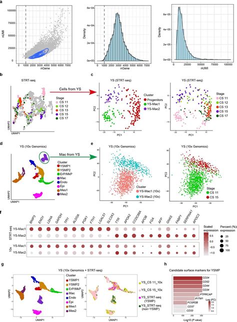 validation of strt seq macrophage clustering in yolk sac by 10x