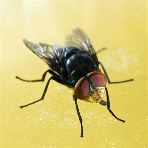 How The Sex Life Of The Screwworm Fly Saved Your Steaks — And Inspired