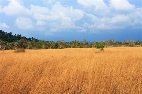 Temperate Grasslands Biome Location Climate Temperature Plants And