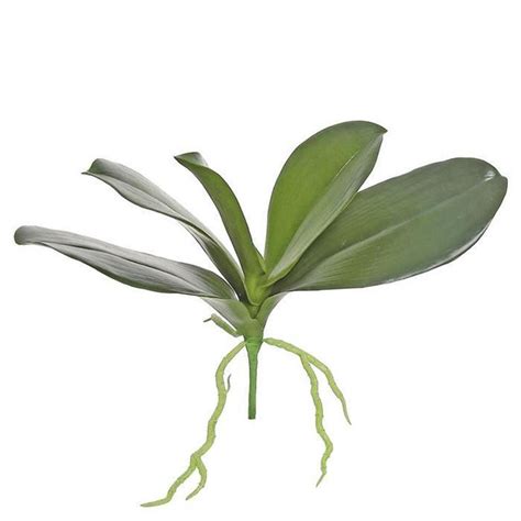 Phalaenopsis Orchid Leaf Set 16 Orchid Leaves Phalaenopsis Orchid