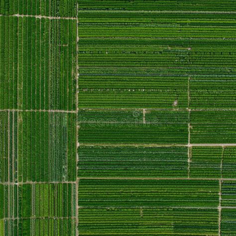 Aerial View Showcasing Agricultural Fields With Precise Rectangular Plots Each Plot Is Stock