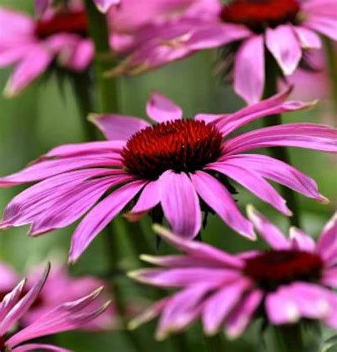 Roter Sonnenhut Magnus Echinacea Purpurea Magnus