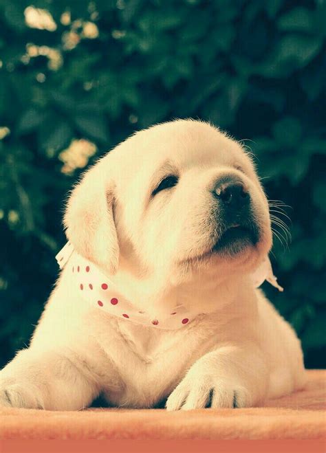 Metal Poster Cute Mouse Artofit