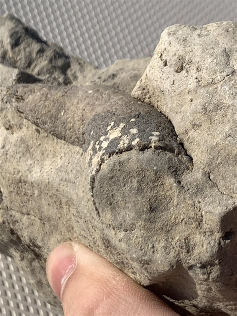 Unknown Fossil With Fascinating Swirl Texture R Fossilid