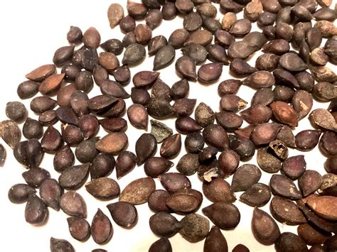 Chinese Pear Tree Seeds Pyrus Ussuriensis Harbin Pear Ussurian Pear Manchurian Pear