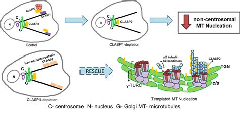 Inter Relationships And Functions Of Mt Binding Proteins Kaverina Lab