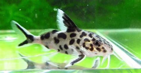 Synodontis Multipunctatus Catfish Trins Tropical Fish