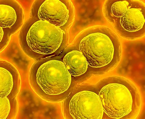 Stds Under The Microscope Daily Star
