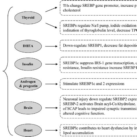 Schematic Diagram Of The Physiologic Function Of Srebp In Several