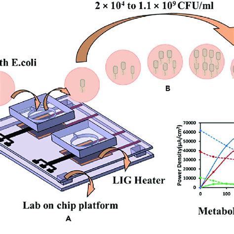 Schematic Describing The Overview Of The Presented Work A Download Scientific Diagram