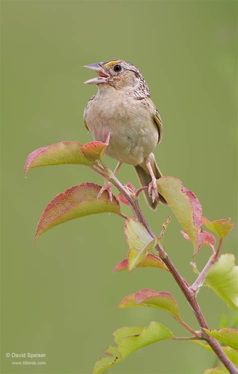 Lilibirds