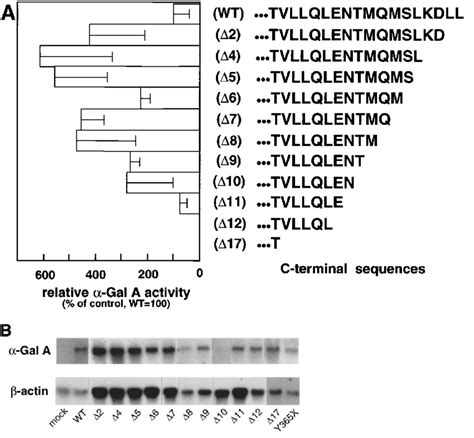 Enzyme Activity Of Artificial Gal A Mutants With C Terminal Deletions