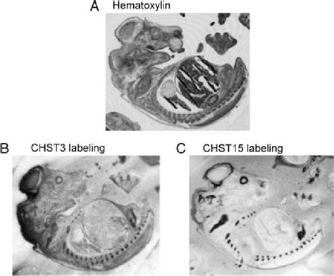 Labeling Of Mouse Embryo Histological Sections Each Section Contained