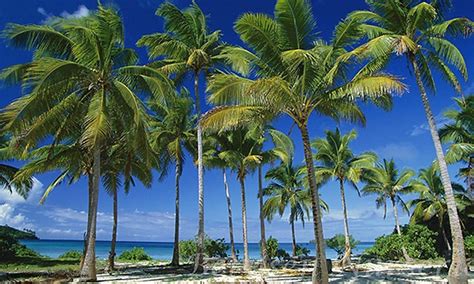 100m Puno Ng Niyog Target Itanim