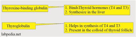 Thyroid Part 3 Thyroxine Binding Globulin Tbg