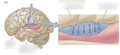 Tonotopic Maps In The Primary Auditory Cortex Diagram Quizlet