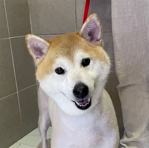 시바이누 달자 래브라도리트리버입양 닥스훈트입양 도베르만입양 말티치입양 말티폼입양 빠삐용입양 사모예드입양 스피츠입양 시바견입양 시베리안허스키입양 시츄입양 요크셔테리어입양