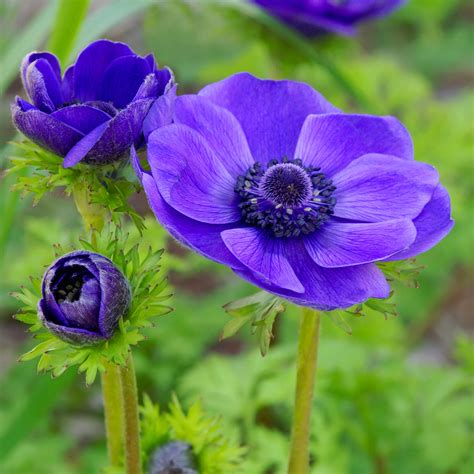 Blue Anemone Flower