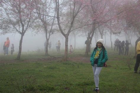 นางพญาเ ภูลมโล ซากุระเมืองไทย นางพญาเสือโคร่ง กกสะทอน