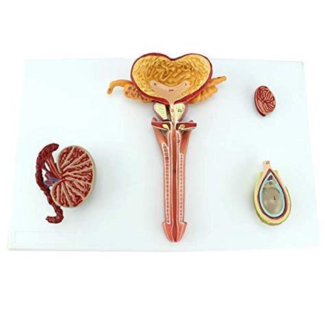 Buy Xysqwz Anatomical Model Male Reproductive System Model Testicular Anatomy Reproductive