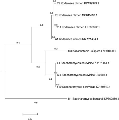 Phylogenetic Tree Of Yeast Isolates Based On Cdna Sequences Organisms
