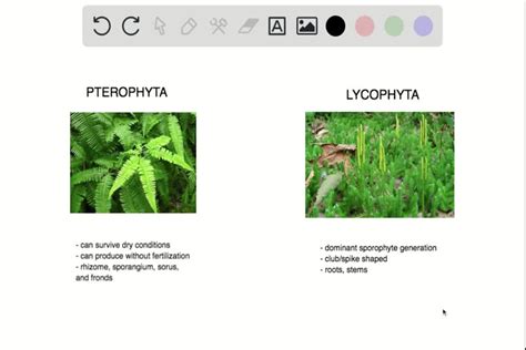 Solvedshort Answer Differentiate Between Division Pterophyta And