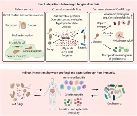 Lancetmicrobe 中山大学左涛团队发表肠道菌群在健康、疾病和临床中的应用的综述！ 健康160
