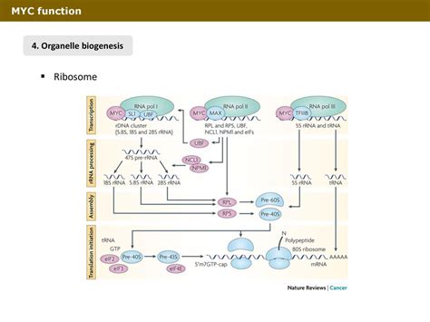 MYC Metabolism And Cancer Ppt Download