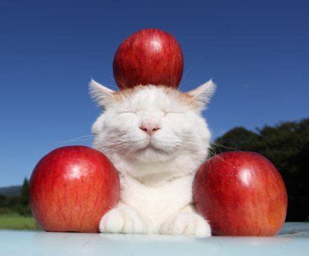 Adorable Cat With Apples On Head Happy Apple Cat White Cat With