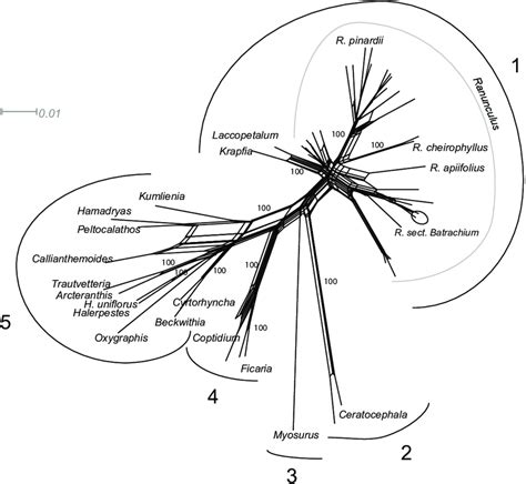 neighbor net splits graph based on combined its matk trnk and