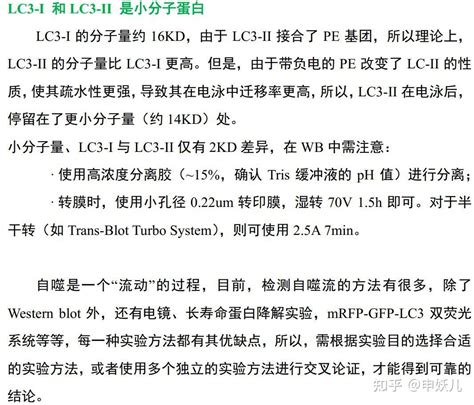 实验技巧 官方“自噬”实验操作指南之wb检测lc3 知乎