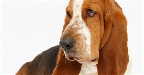 Basset Bloodhound Mix