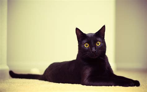 Black Cats Wallpapers Wallpaper Cave