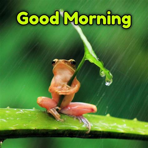 50 Good Morning Frog Images And S Good Morning Wishes