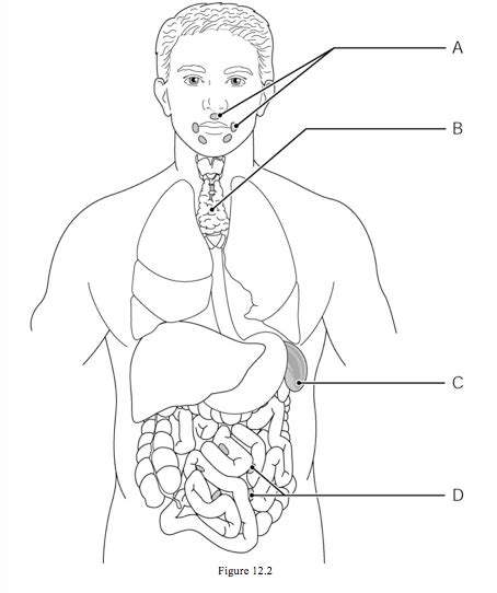 Chapter 12 Lymphatic System Diagram Quizlet Chapter 12 Lymphatic System Diagram Quizlet