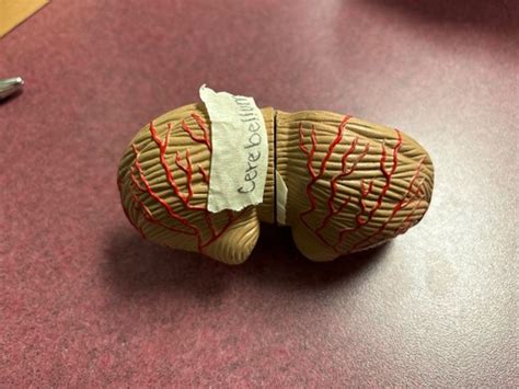 LAB PRACTICAL Flashcards Quizlet LAB PRACTICAL Flashcards Quizlet