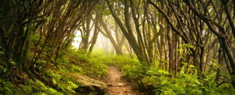 Trees Communicate Via Their Own Fungi Based Internet ScienceAlert
