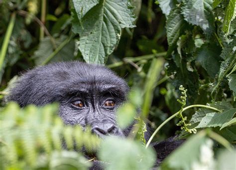 Mining In Africa Is Putting Great Apes In Danger