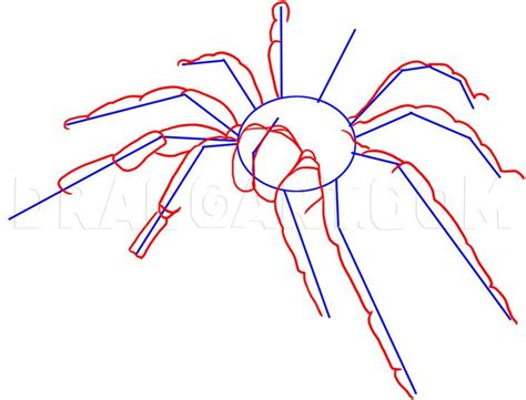 How To Draw A Tarantula Step By Step Drawing Guide By Dawn Dragoart Spider Drawing