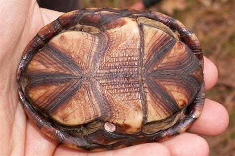 Southeastern Mud Turtle Pa Herp Identification