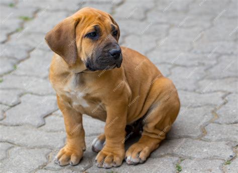 South African Boerboel Puppies
