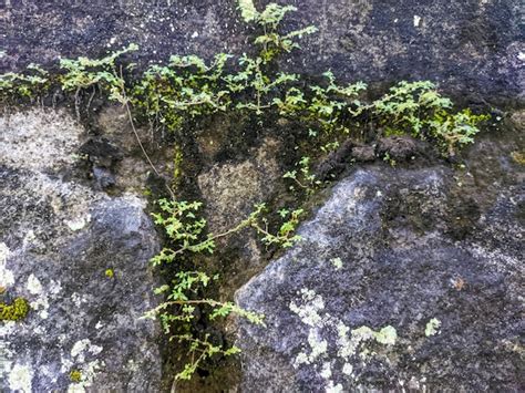 Photos Tortule 10 Photos De Haute Qualité Gratuites