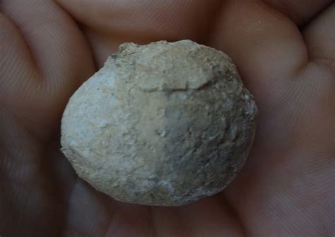 Fossils And Antiques Fossil Tortoiseturtle Egg